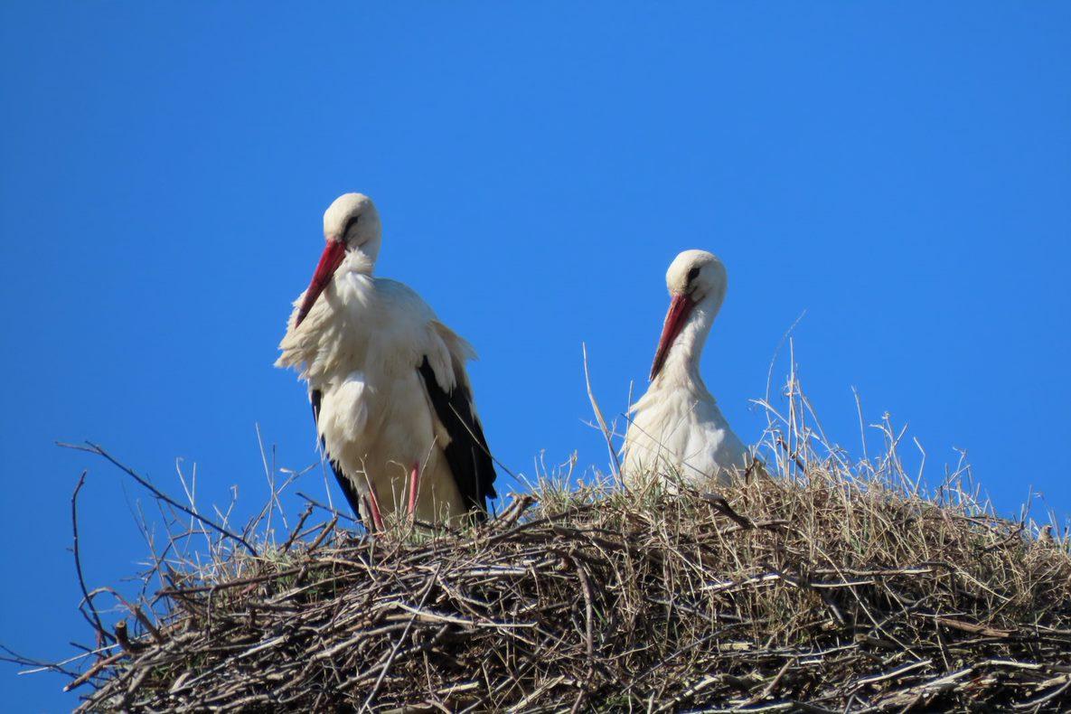 Foto avaneb modaalaknas